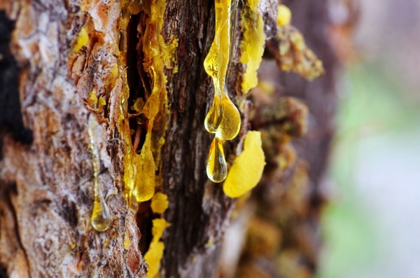 Amber Stone: Preserver of Historic Life - The Jeweler's Blog